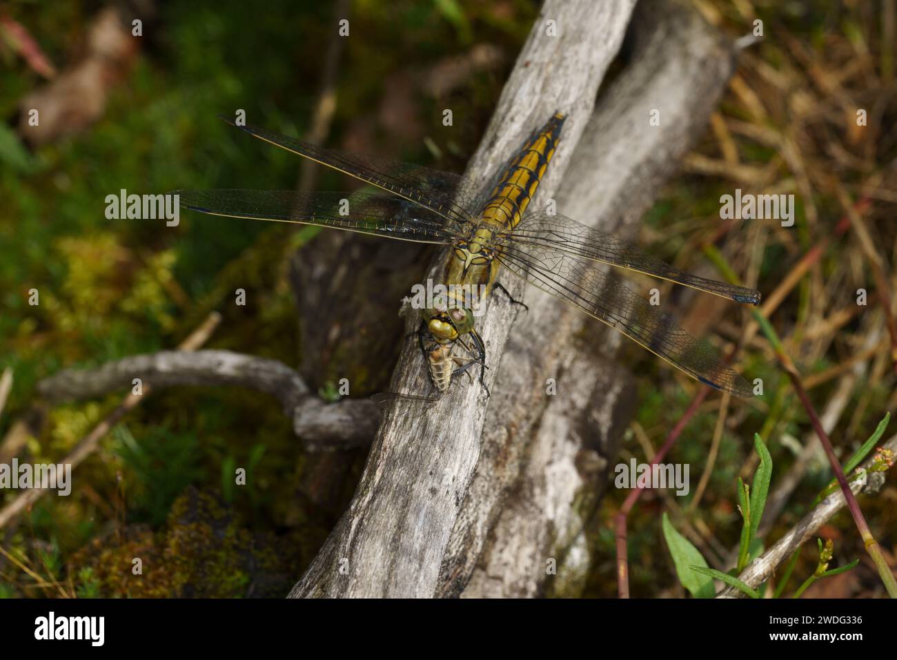 Libellula cancellata hi-res stock photography and images - Alamy