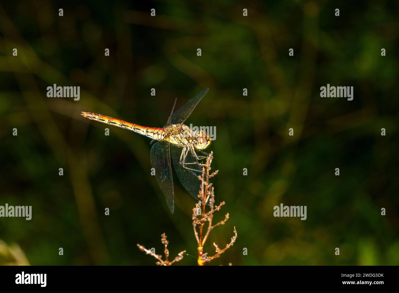 Dragonfly with red line on the back hi-res stock photography and images ...
