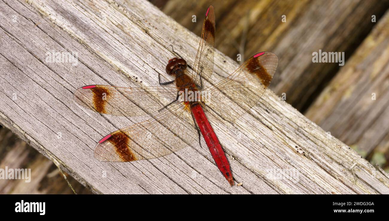 Sympetrum pedemontanum Family Libellulidae Genus Sympetrum Banded ...