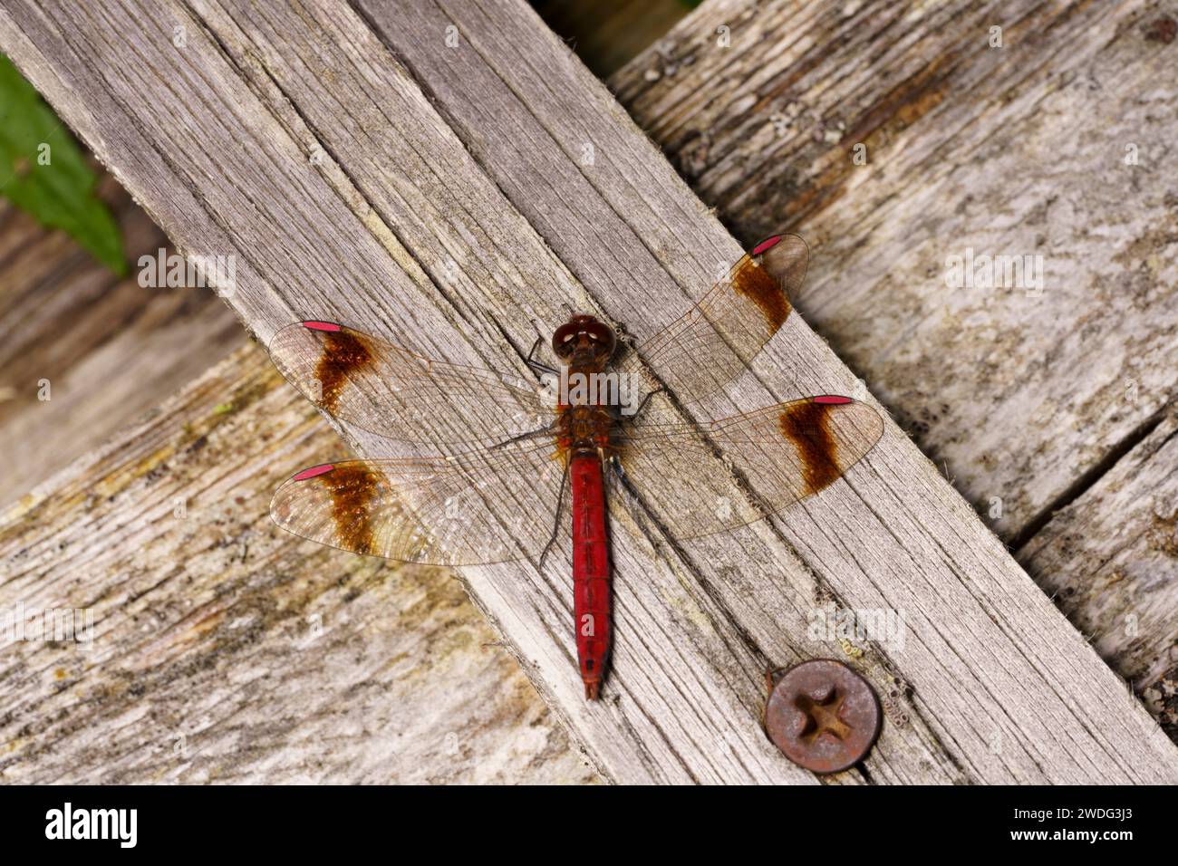 Dragonfly with pink spots on the wings hi-res stock photography and ...