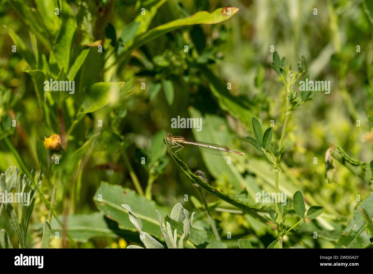 Platycnemis pennipes Family Platycnemididae Genus Platycnemis White ...