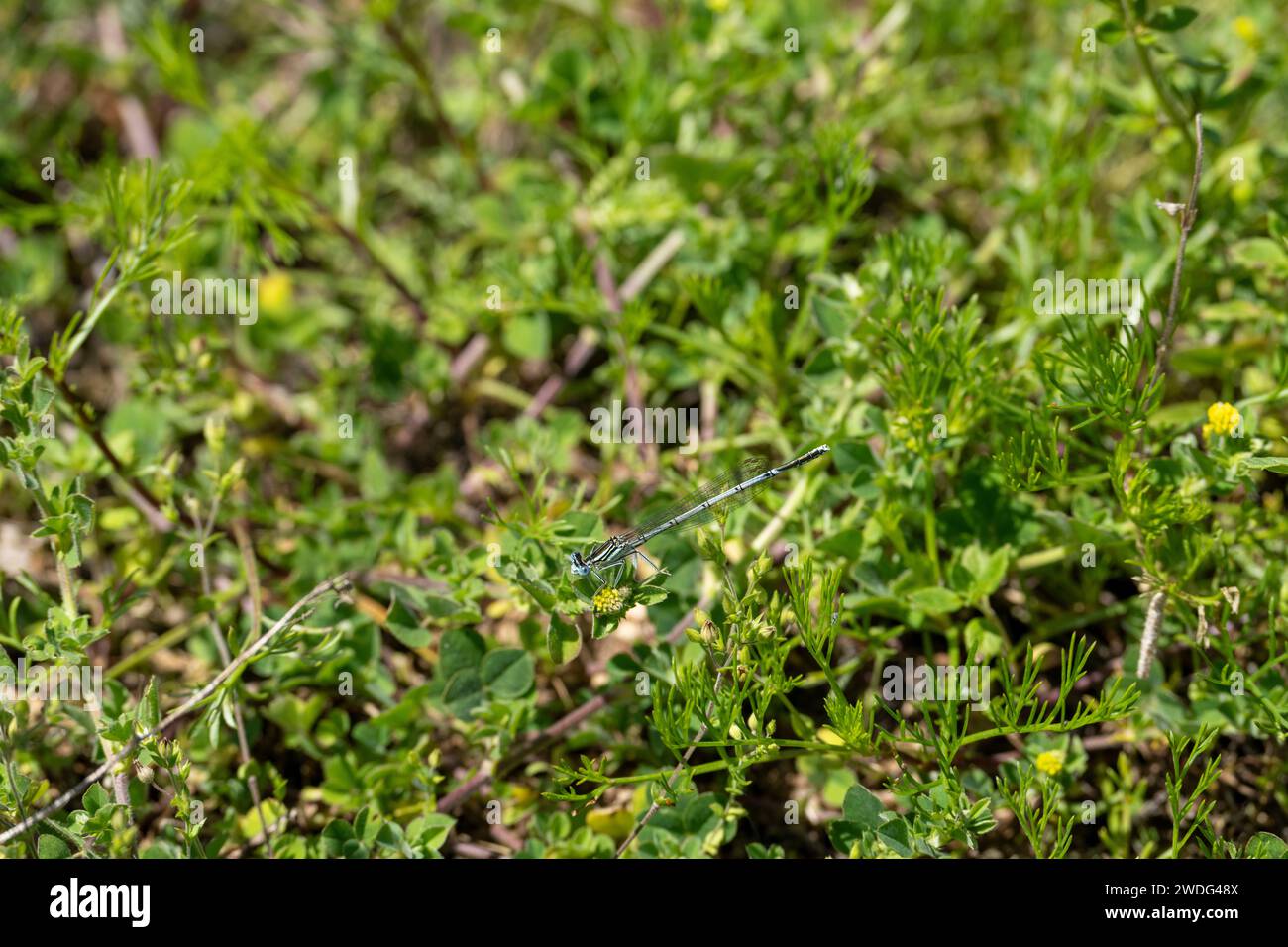 Platycnemis pennipes Family Platycnemididae Genus Platycnemis White ...