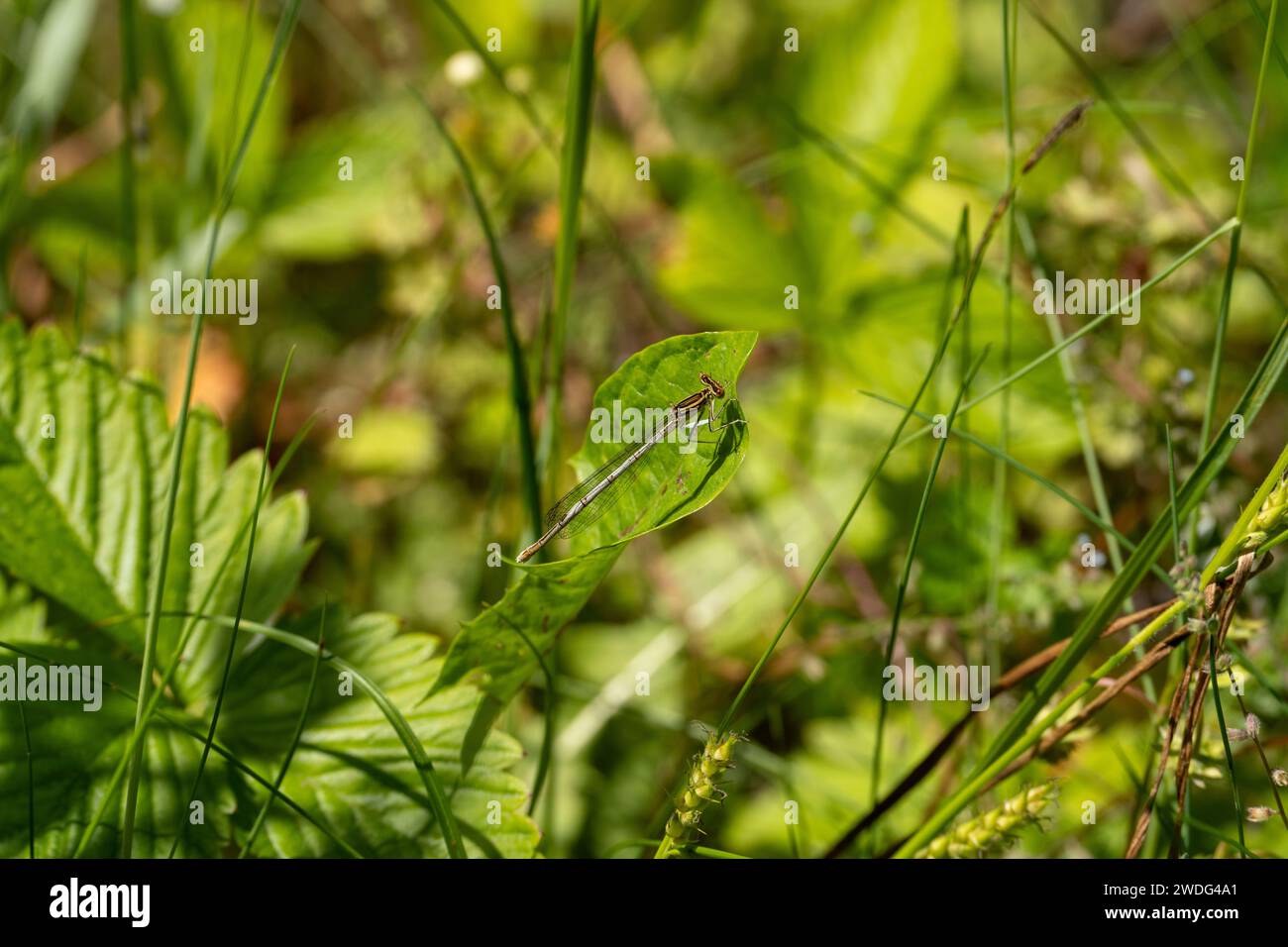 Platycnemis pennipes Family Platycnemididae Genus Platycnemis White ...