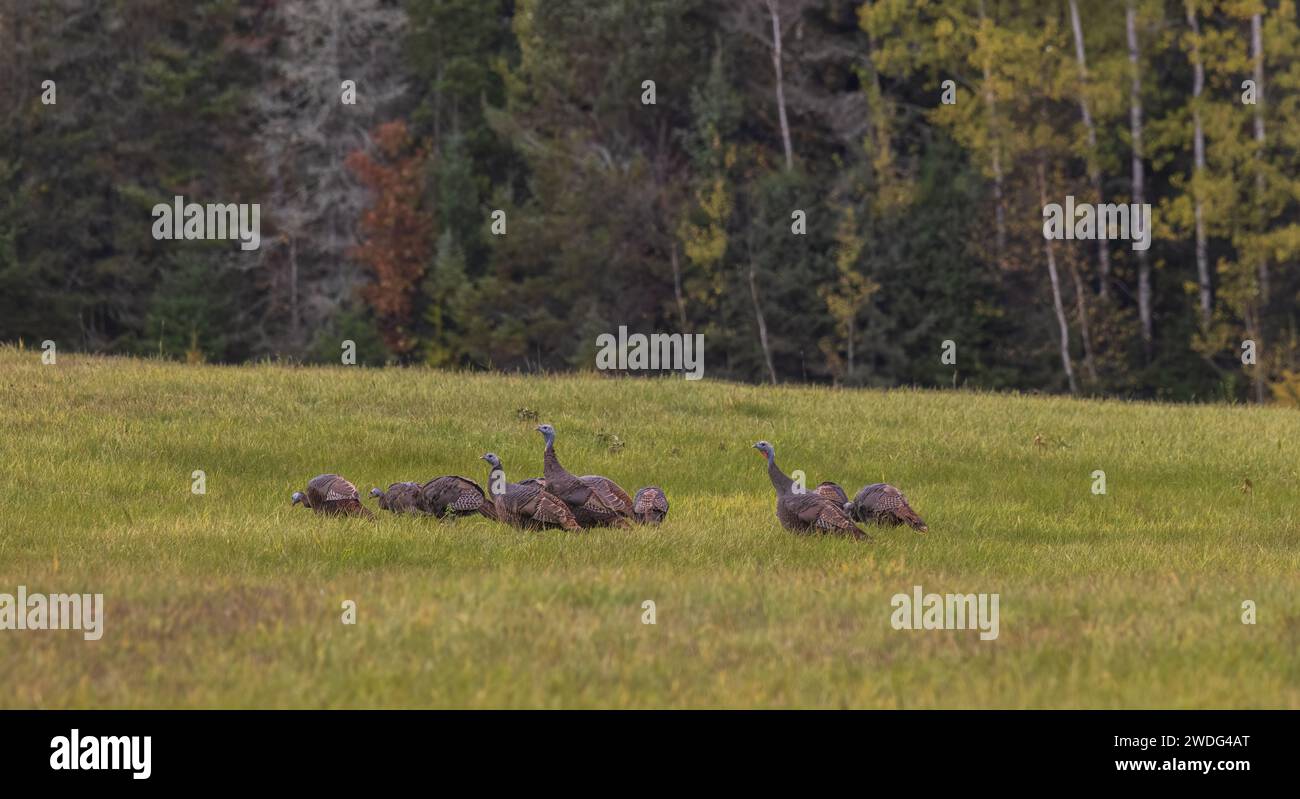 North american wild turkeys hi-res stock photography and images - Alamy