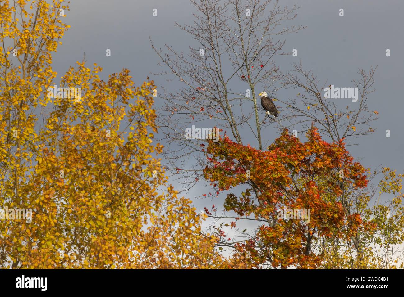 Bald eagle in northern Wisconsin Stock Photo - Alamy
