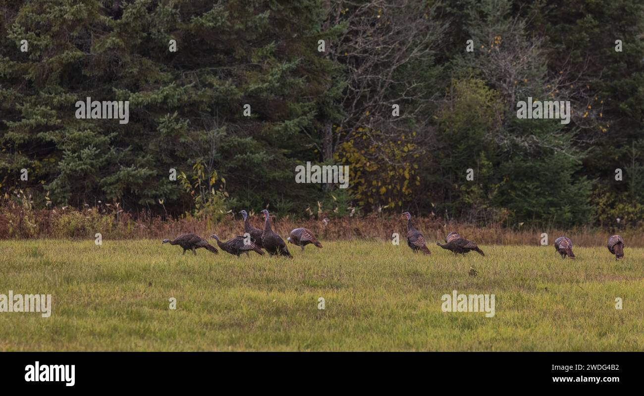Eastern wild turkeys in northern Wisconsin Stock Photo - Alamy