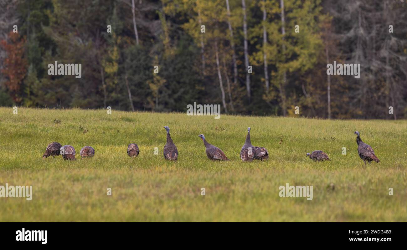 Eastern wild turkeys in northern Wisconsin Stock Photo - Alamy