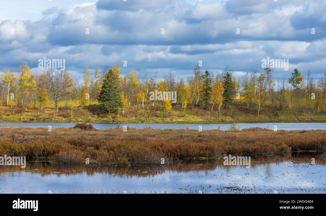 A beaver lodge built in a northern Wisconsin wetland Stock Photo - Alamy