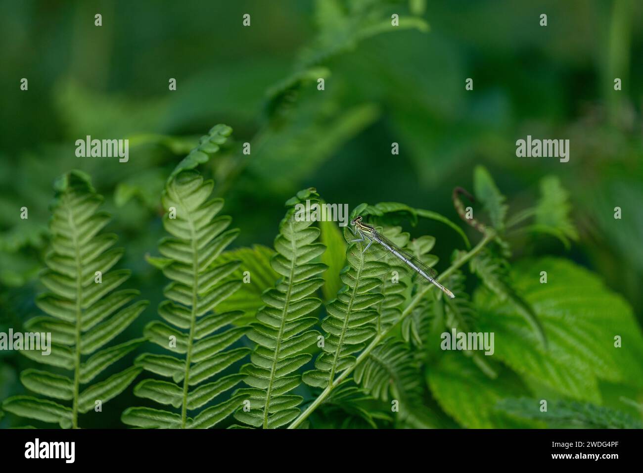 Platycnemis pennipes Family Platycnemididae Genus Platycnemis White ...