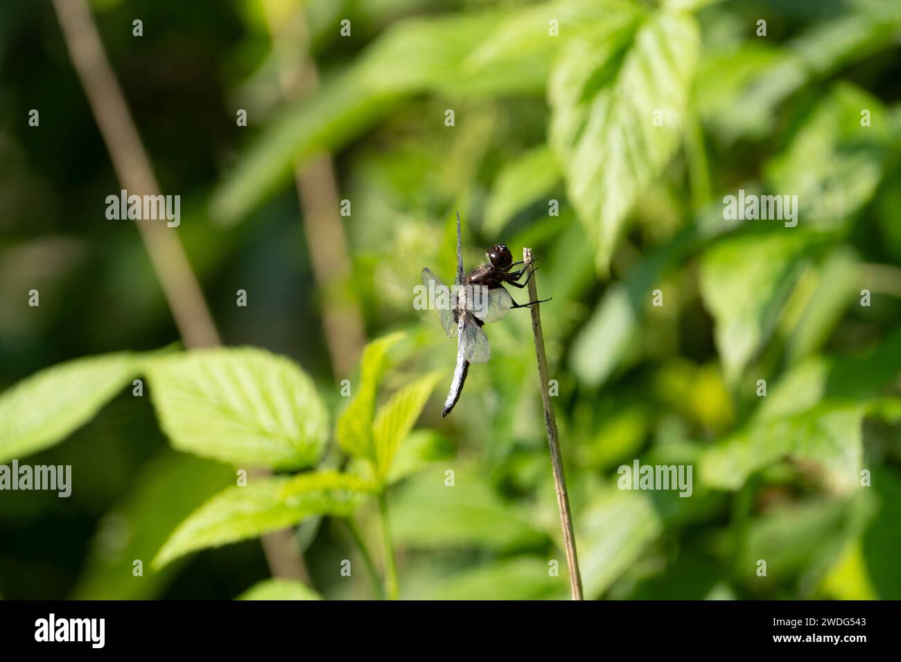Libellula depressa Family Libellulidae Genus Libellula Broad-bodied ...