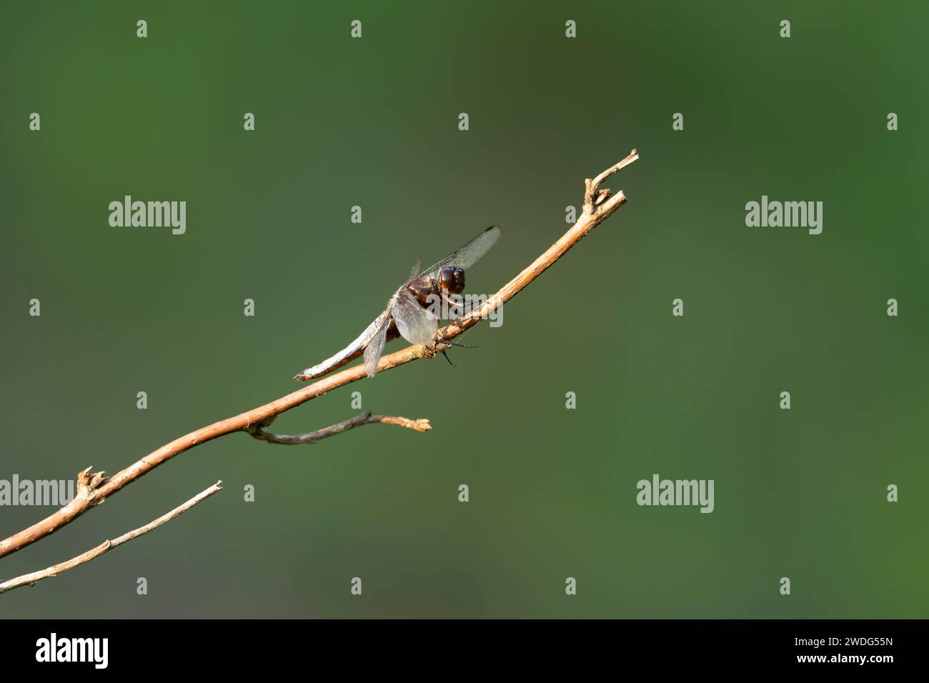 Yellow bodied insects hi-res stock photography and images - Alamy