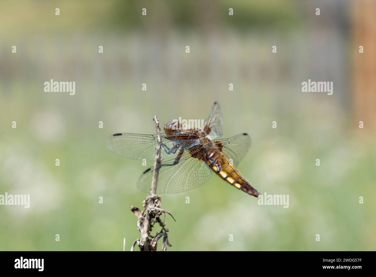 Yellow bodied insects hi-res stock photography and images - Alamy