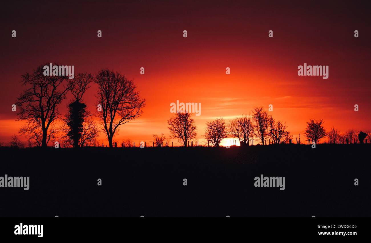 tree silhouette at sunrise Stock Photo - Alamy