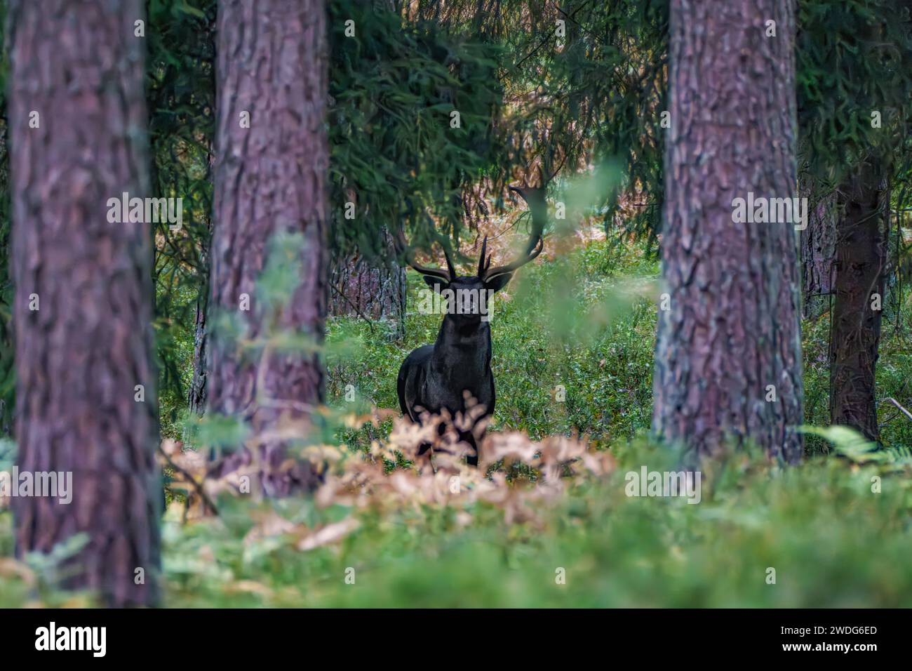 Black fallow deer hi-res stock photography and images - Alamy