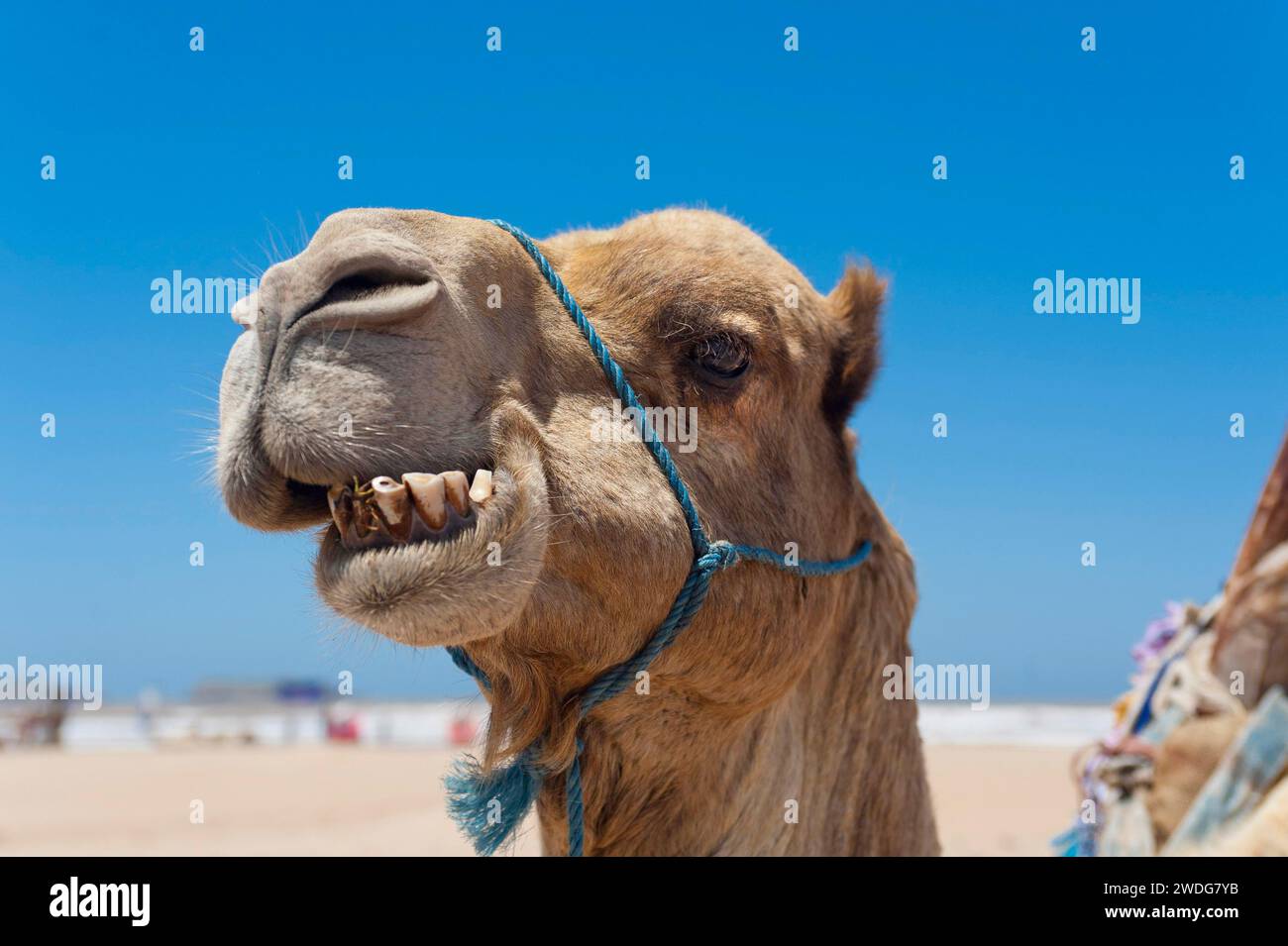 Camelus dromedarius teeth hi-res stock photography and images - Alamy