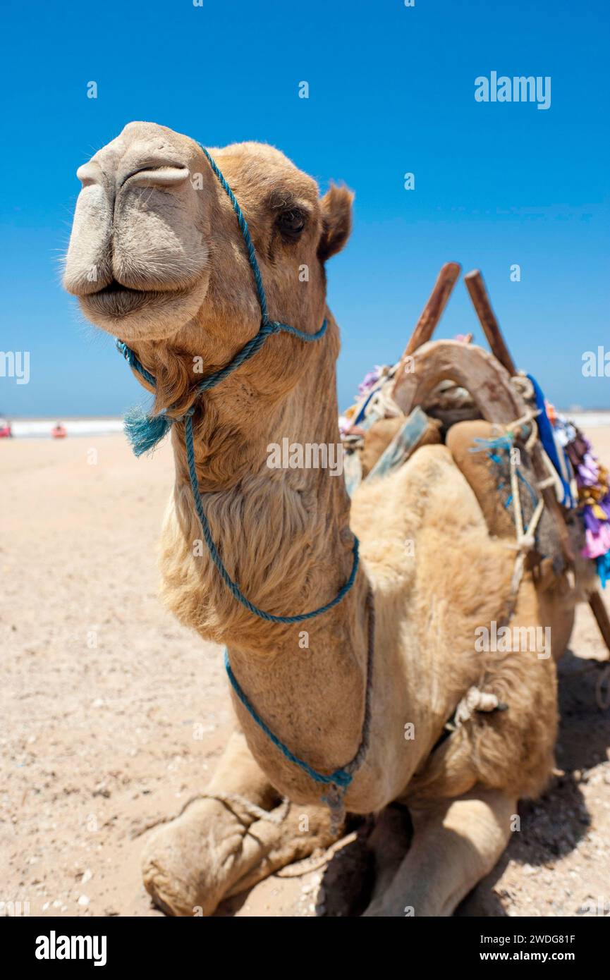 Dromedary (Camelus dromedarius), Arabian camel, camel riding, animal ...