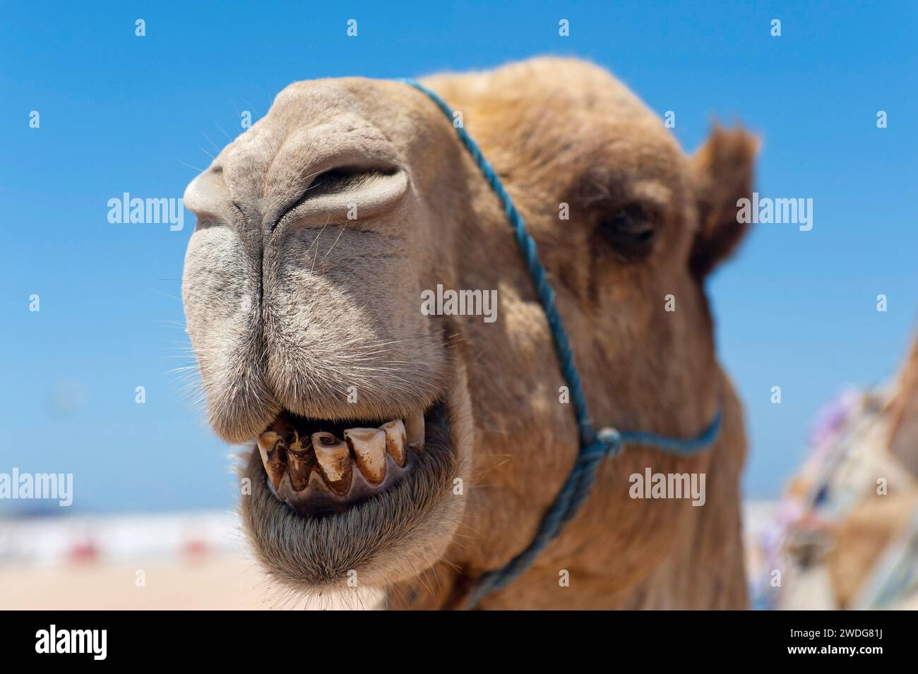 Dromedary (Camelus dromedarius), Arabian camel in head portrait, head ...