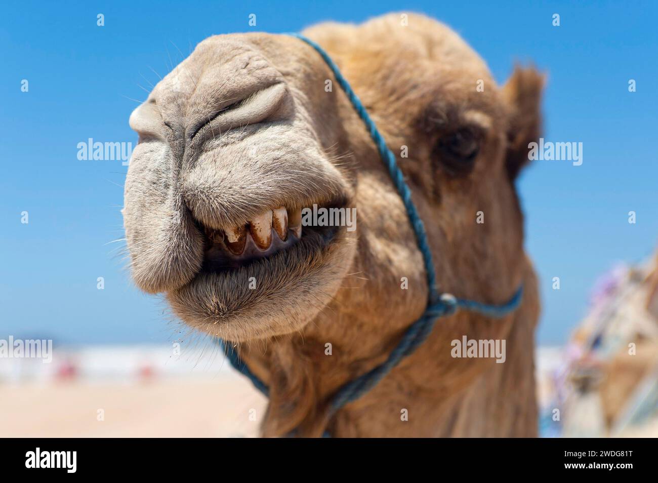 Camelus dromedarius teeth hi-res stock photography and images - Alamy