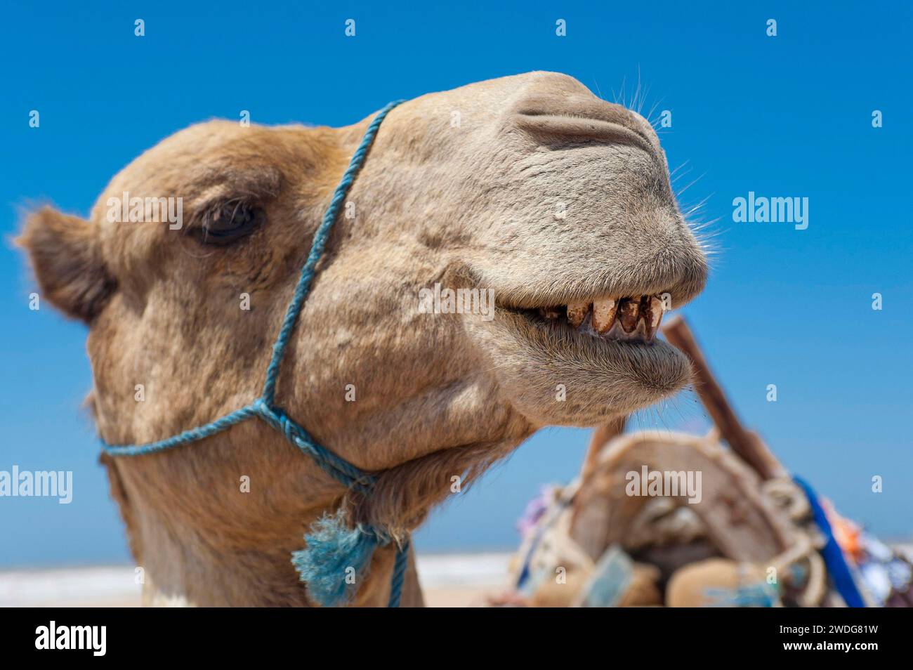 Dromedary (Camelus dromedarius), Arabian camel in head portrait, head ...