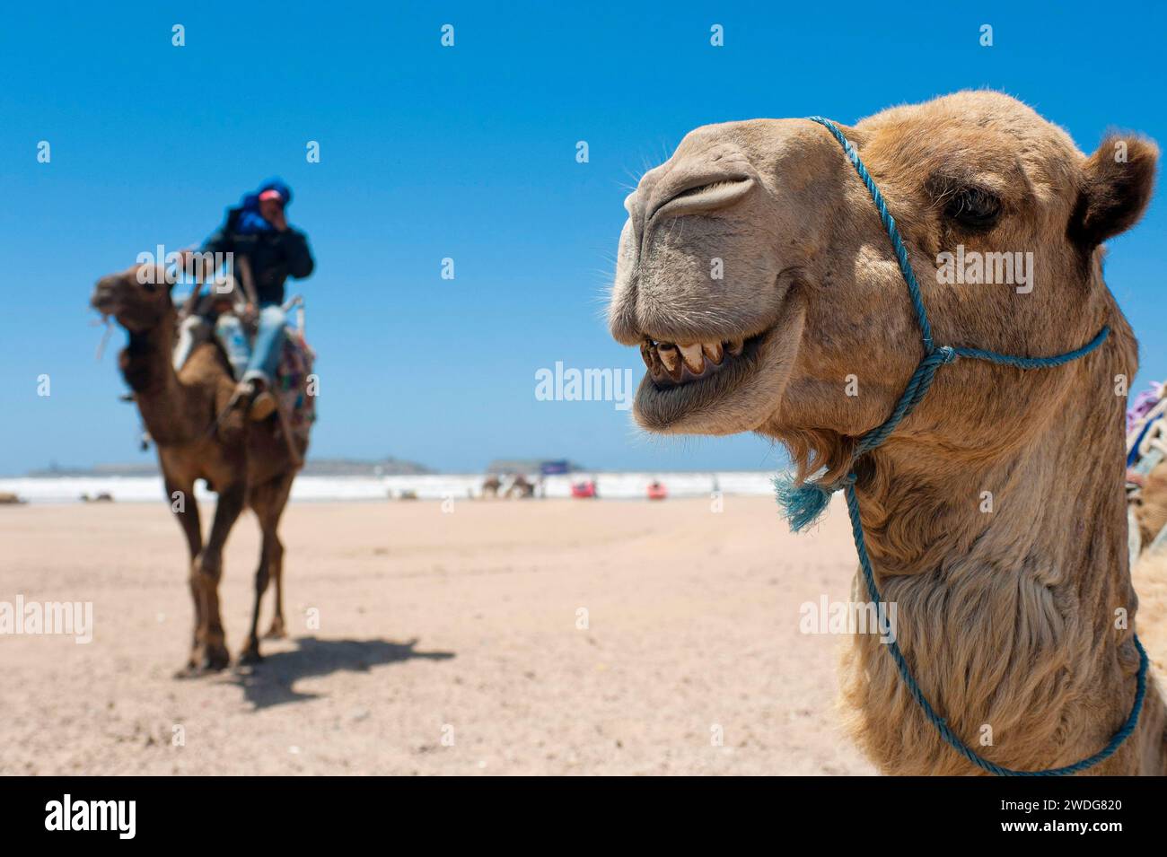 Dromedary (Camelus dromedarius), Arabian camel in head portrait, head ...