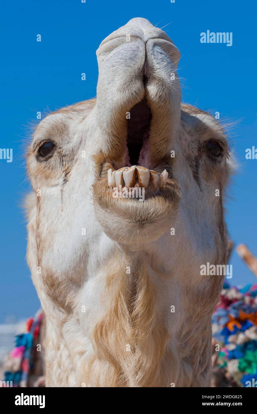 Camelus dromedarius teeth hi-res stock photography and images - Alamy