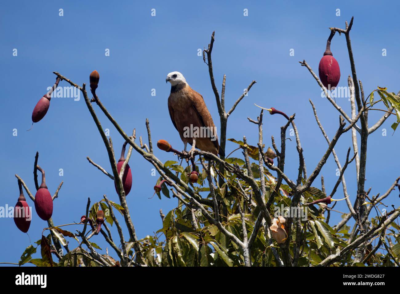 Black collared Hawk, Busarellus nigricollis, in a kapok tree, Chorisia ...