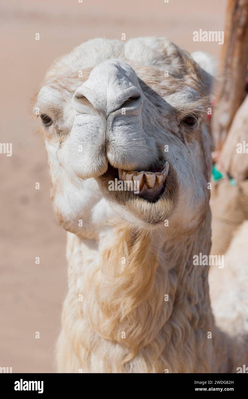 Dromedary (Camelus dromedarius), Arabian camel in head portrait, head ...