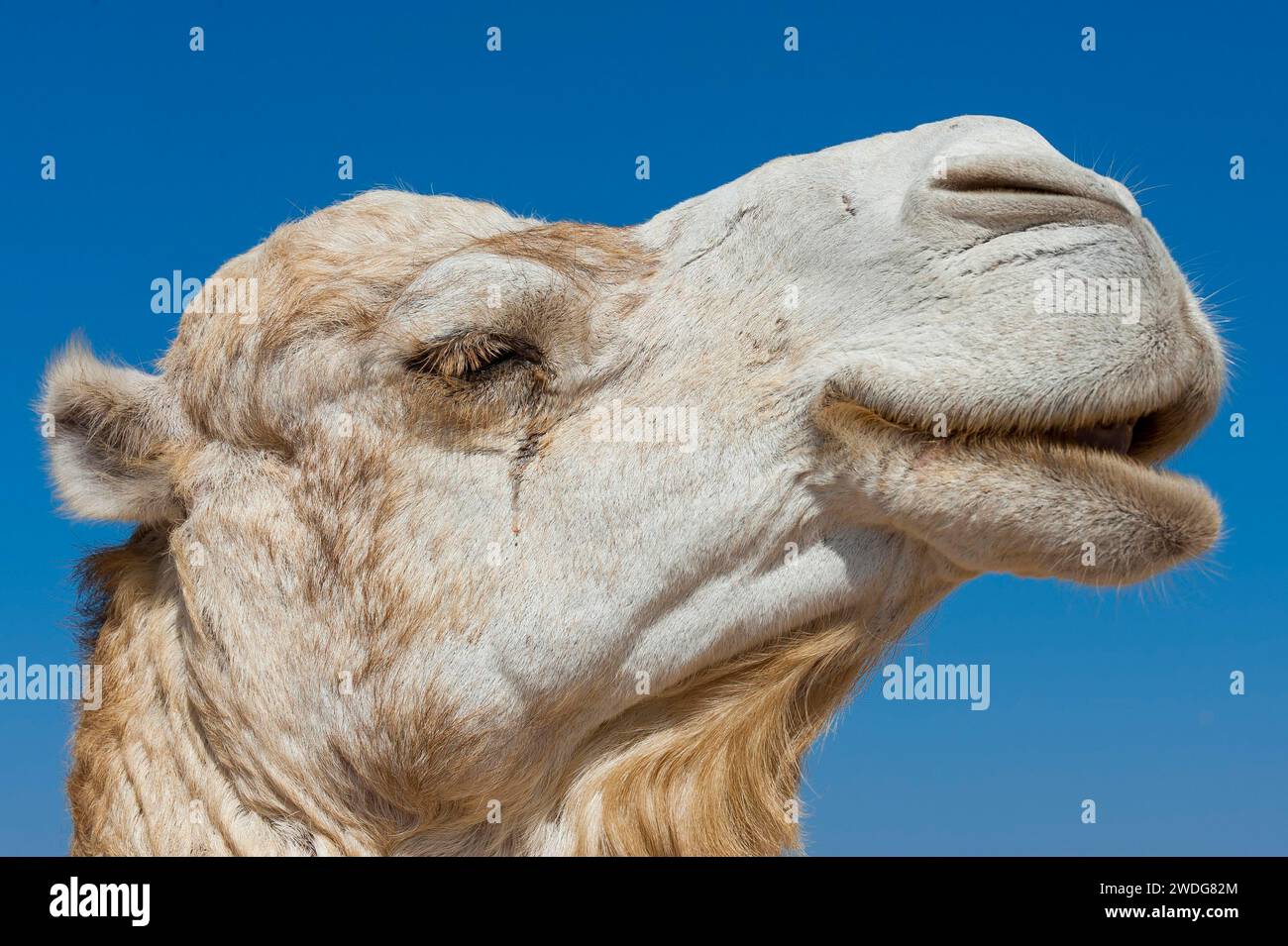 Dromedary (Camelus dromedarius), Arabian camel in head portrait, head ...
