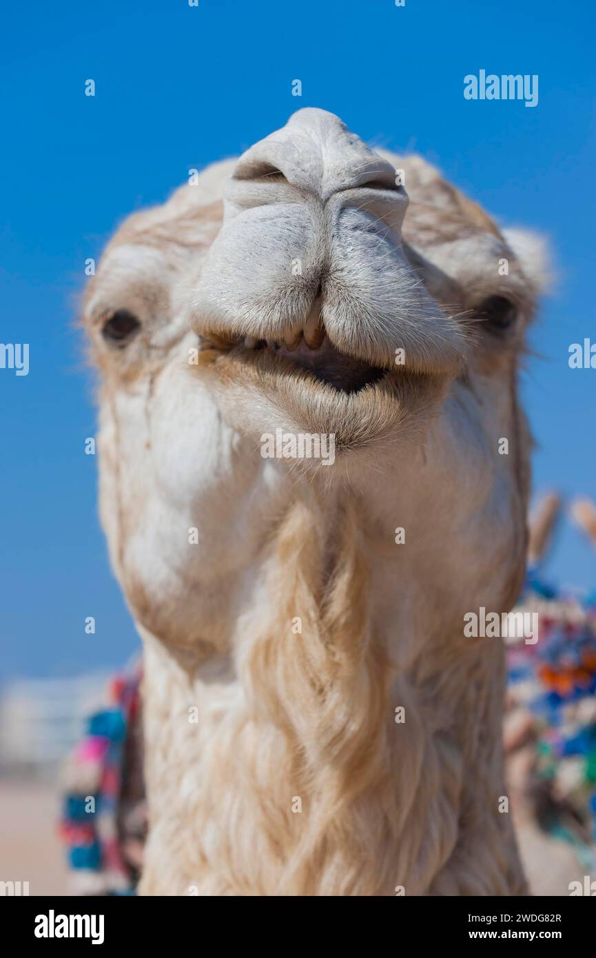 Dromedary (Camelus dromedarius), Arabian camel in head portrait, head ...