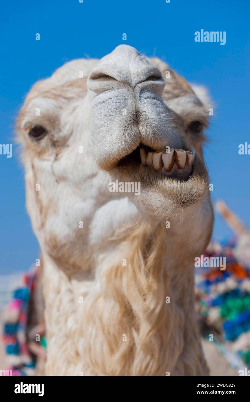 Camelus dromedarius teeth hi-res stock photography and images - Alamy