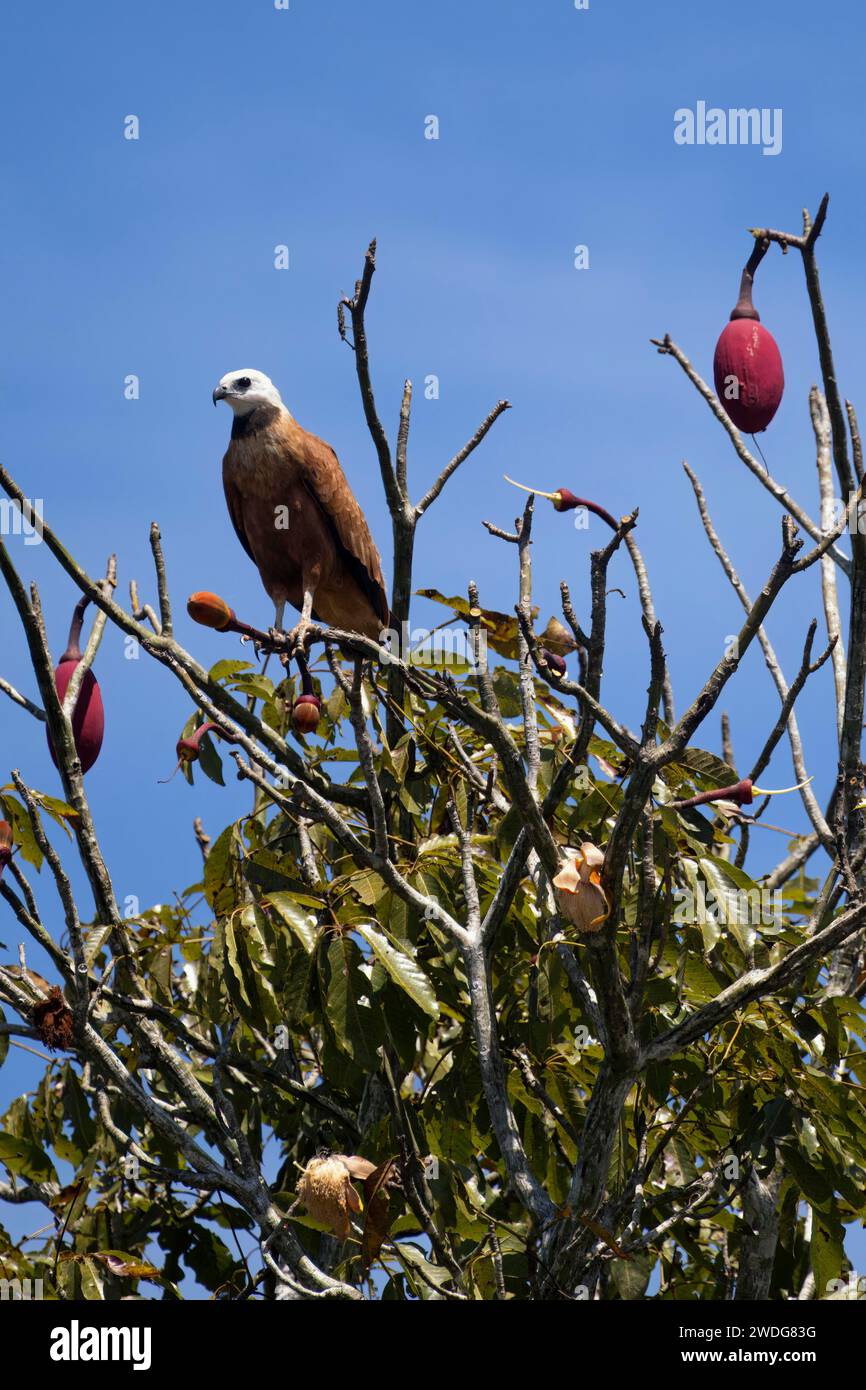 Black collared Hawk, Busarellus nigricollis, in a kapok tree, Chorisia ...