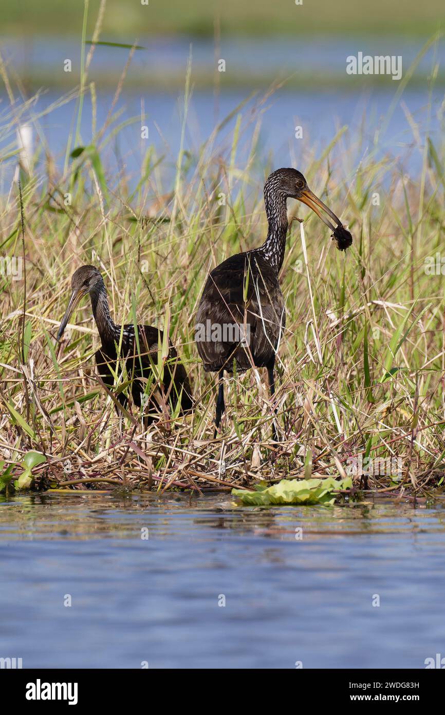 Fish basin hi-res stock photography and images - Alamy