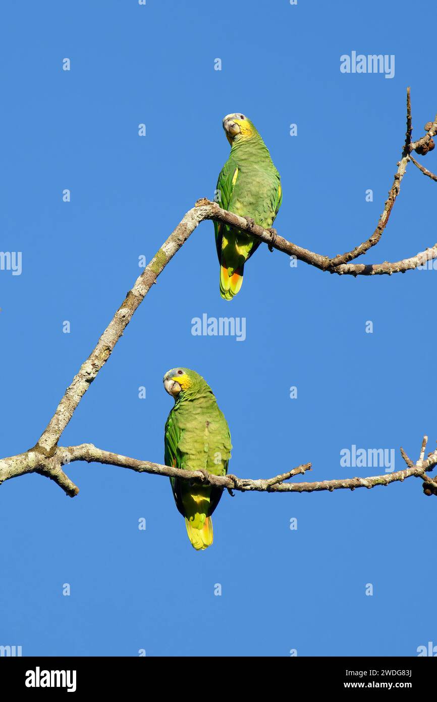 Orange winged parrot, Amazona amazonica amazonica, Amazon Basin, Brazil ...