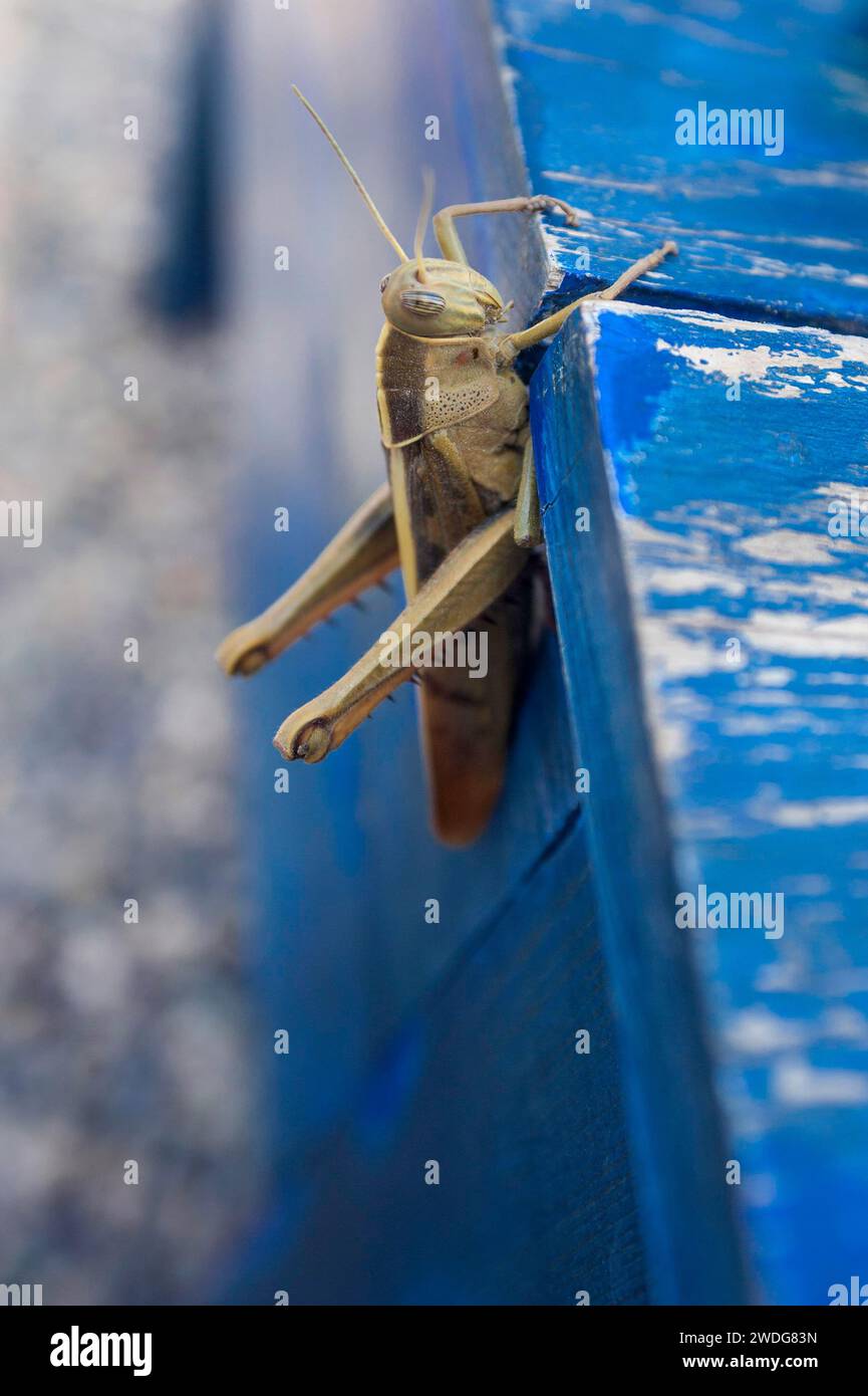 Moroccan locust (Dociostaurus maroccanus), locust, plague, food ...