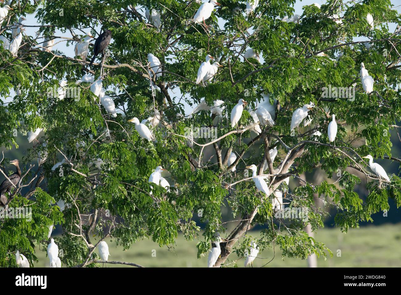Western Cattle Egrets, Bubulcus ibis, roosting in a tree, late ...