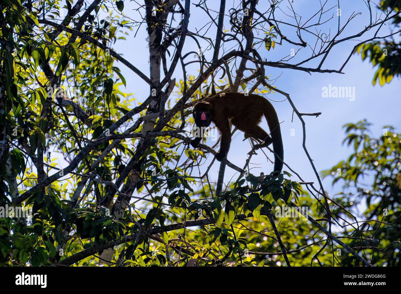 Red Nosed Bearded Saki, Chiropotes albinasus, Amazon basin, Brazil ...