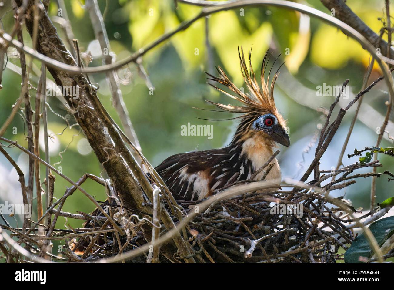 Hoatzin opisthocomus hoazin on nest hi-res stock photography and images ...