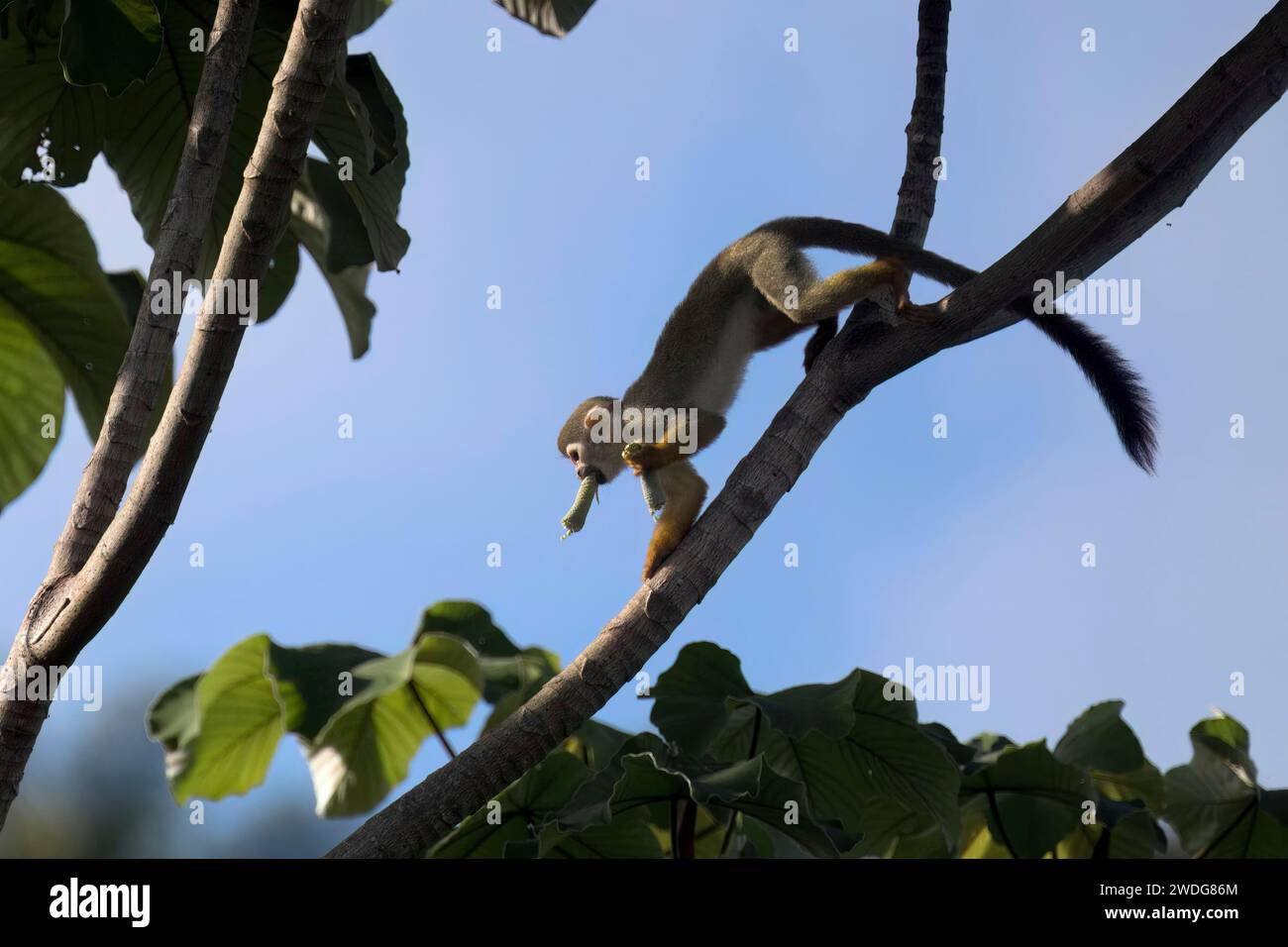 Collins squirrel monkey hi-res stock photography and images - Alamy