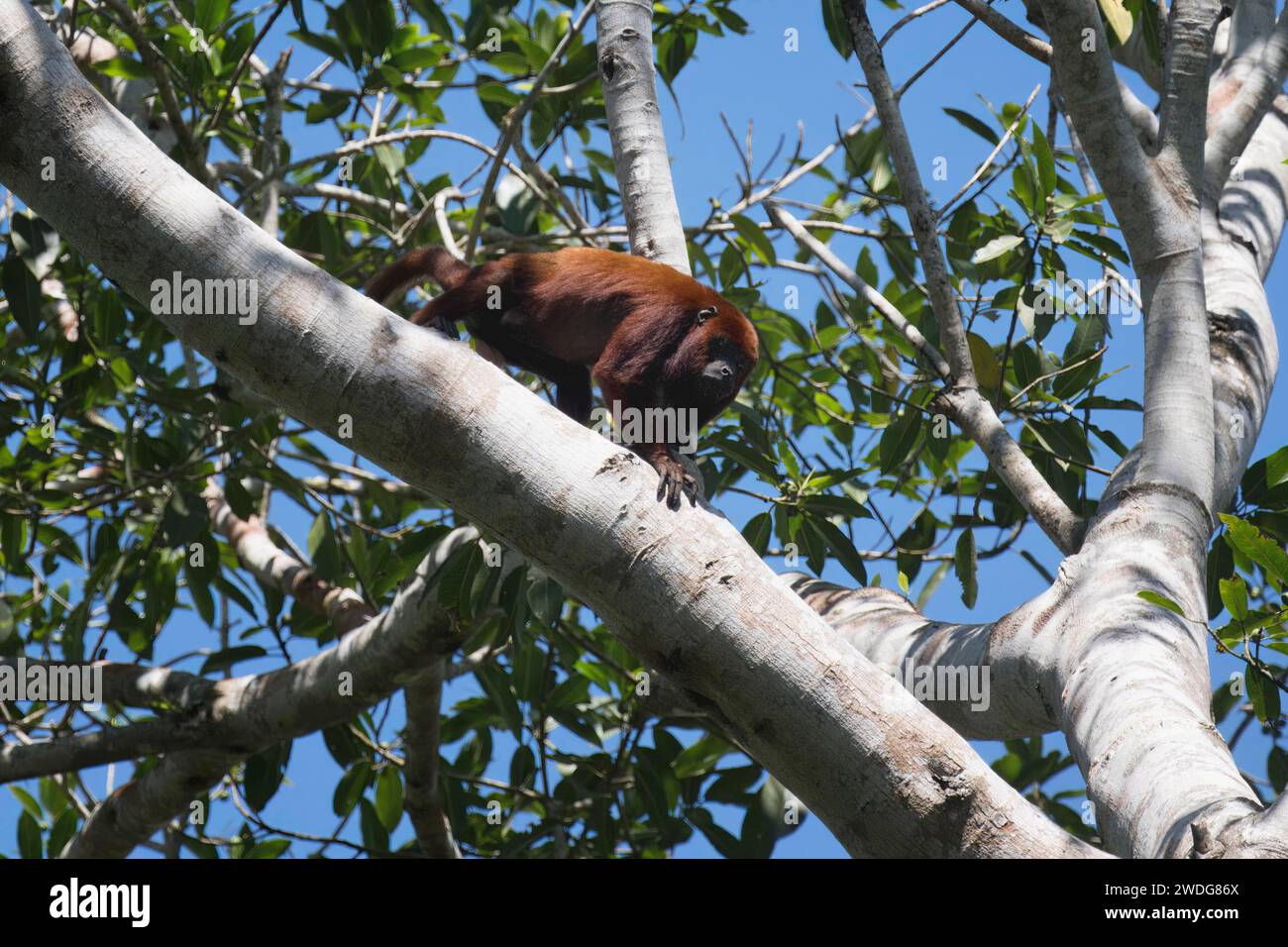 Colombian red howler monkey, Alouatta seniculus, in a tree, Amazon ...