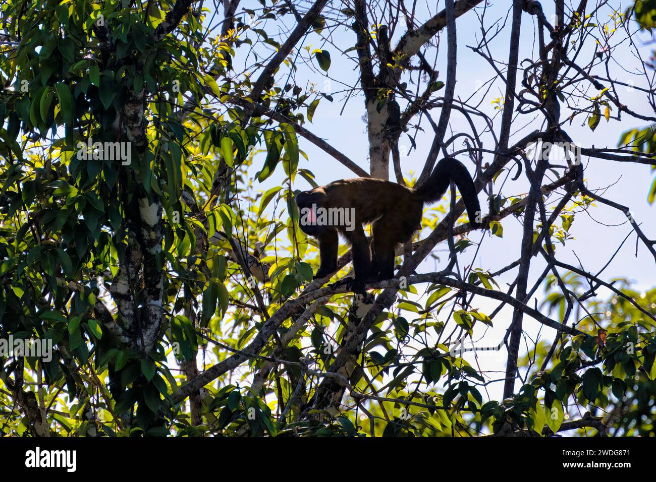 Red Nosed Bearded Saki, Chiropotes albinasus, Amazon basin, Brazil ...