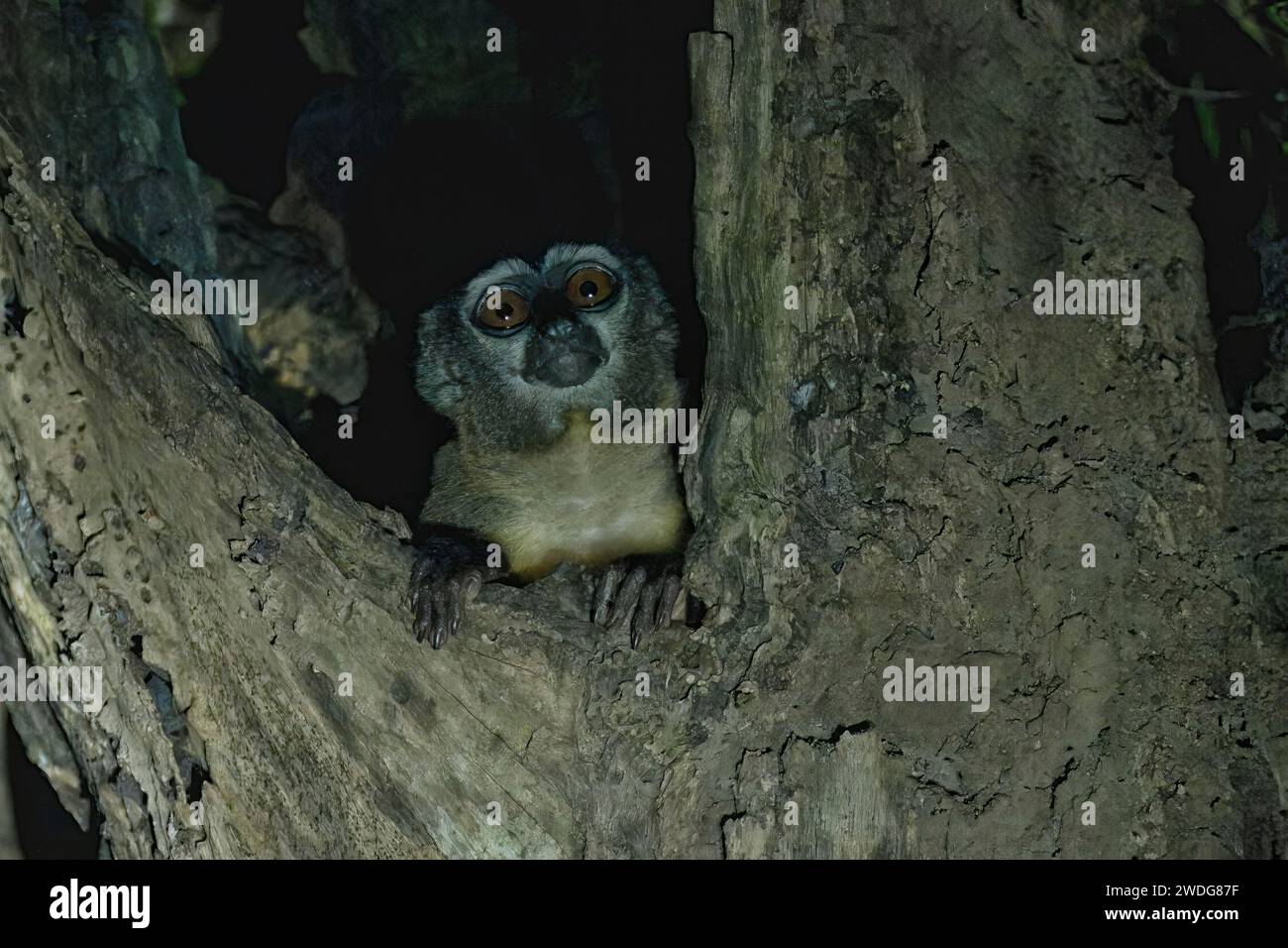 Spix's night monkey, Aotus vociferans, Amazon basin, Brazil Stock Photo ...