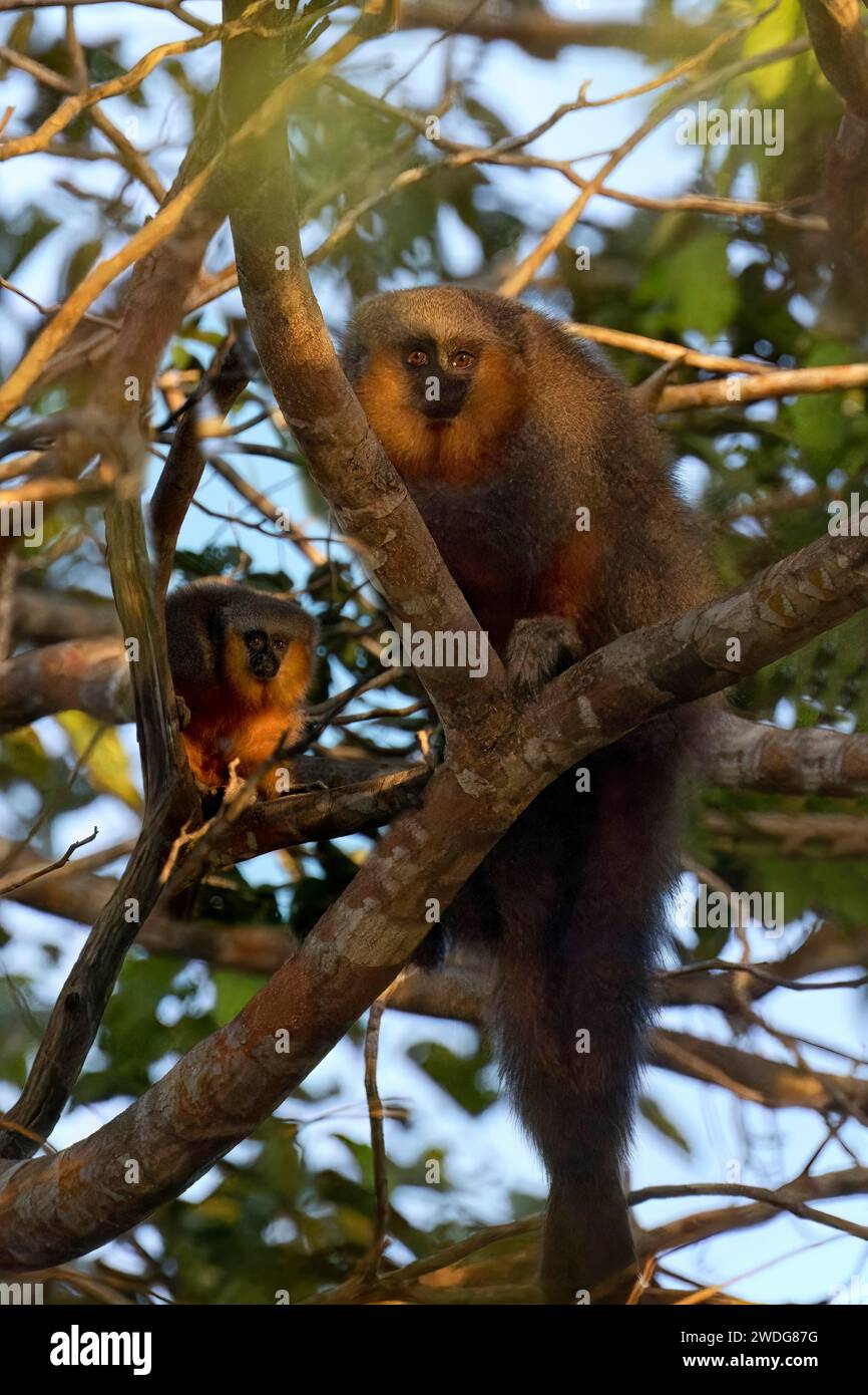 Red bellied titi monkey, Plecturocebus moloch, in its natural ...