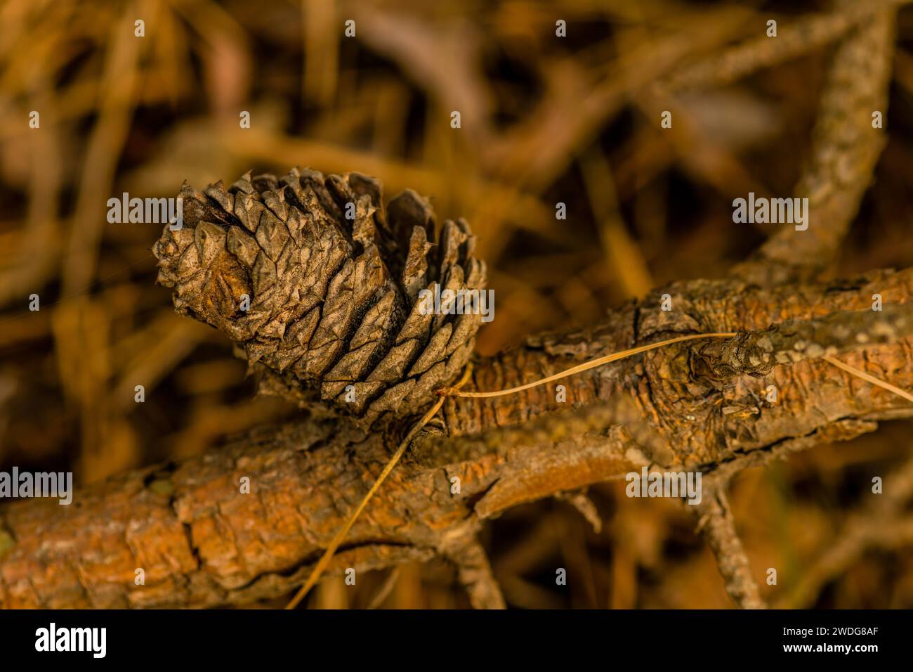 Closeup of pine cone on dead branch resting on dry forest floor, South ...