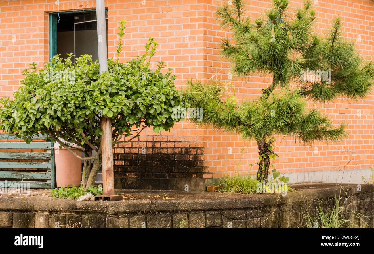 Two small trees growing through concrete walkway in front of old red ...