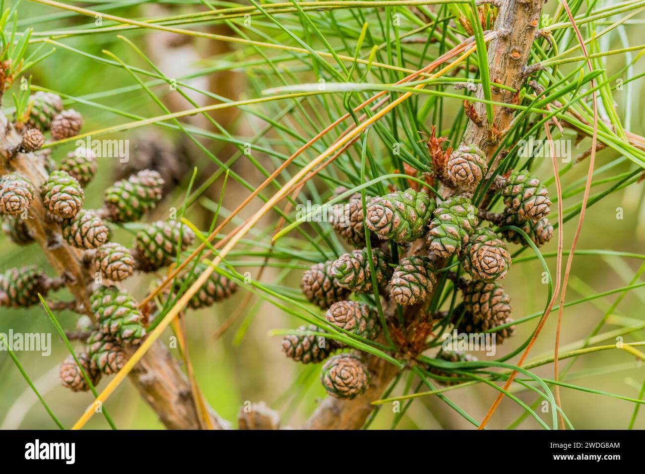 Baby pine cones on branch of pine tree with soft blurred background ...