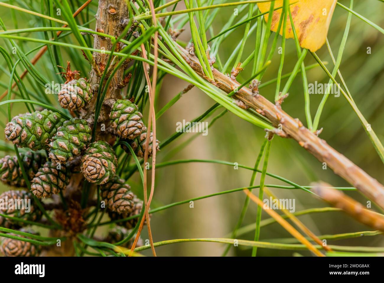 Baby pine cones on branch of pine tree with soft blurred background ...