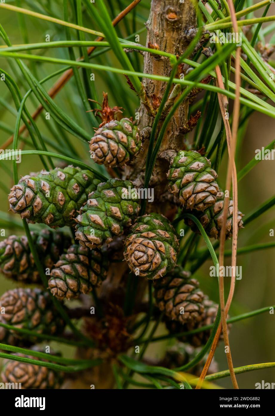 Baby pine cones on branch of pine tree with soft blurred background ...