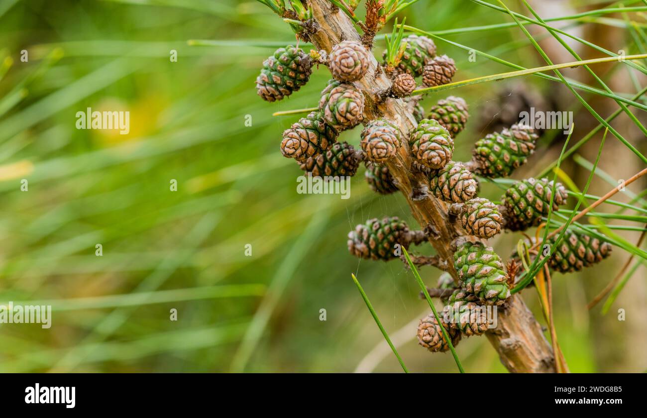 Baby pine cones on branch of pine tree with soft blurred background ...