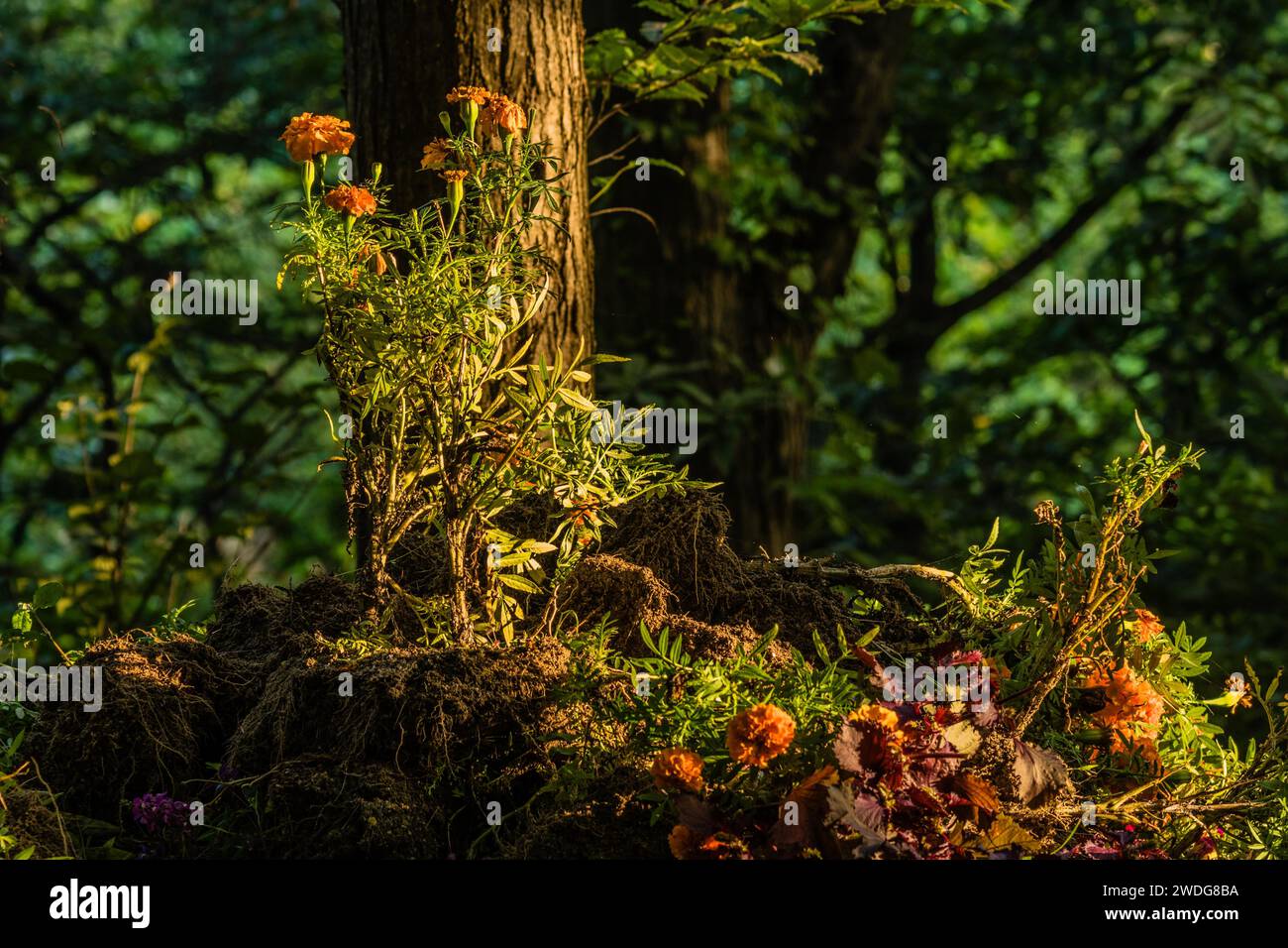 Bunch of orange marigold flowers catching morning rays of sunlight in a ...