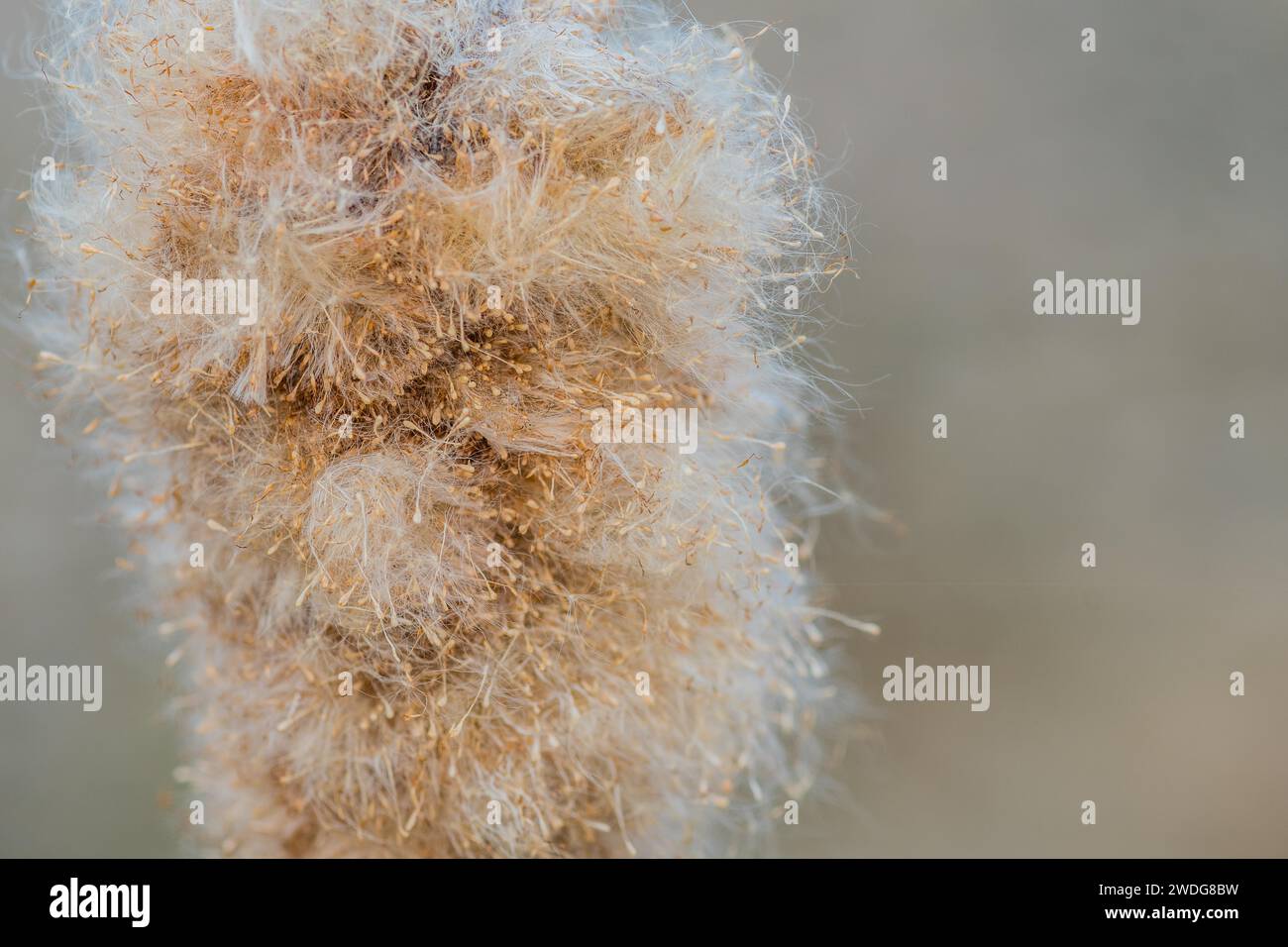 Closeup of cat-oh-nine tails that has burst open to disperse its seeds ...